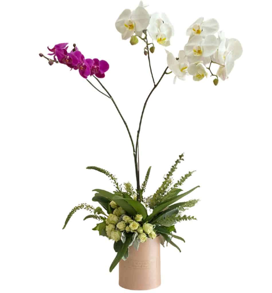 Classic Orchids - Villa Gardenia Flowers